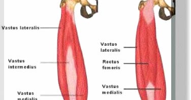 Roberto Stirpe Wellness Coach: Leg extension per i quadricipiti
