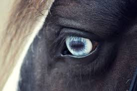 Critter Sitter's Blog: Horse Eye Color Photos