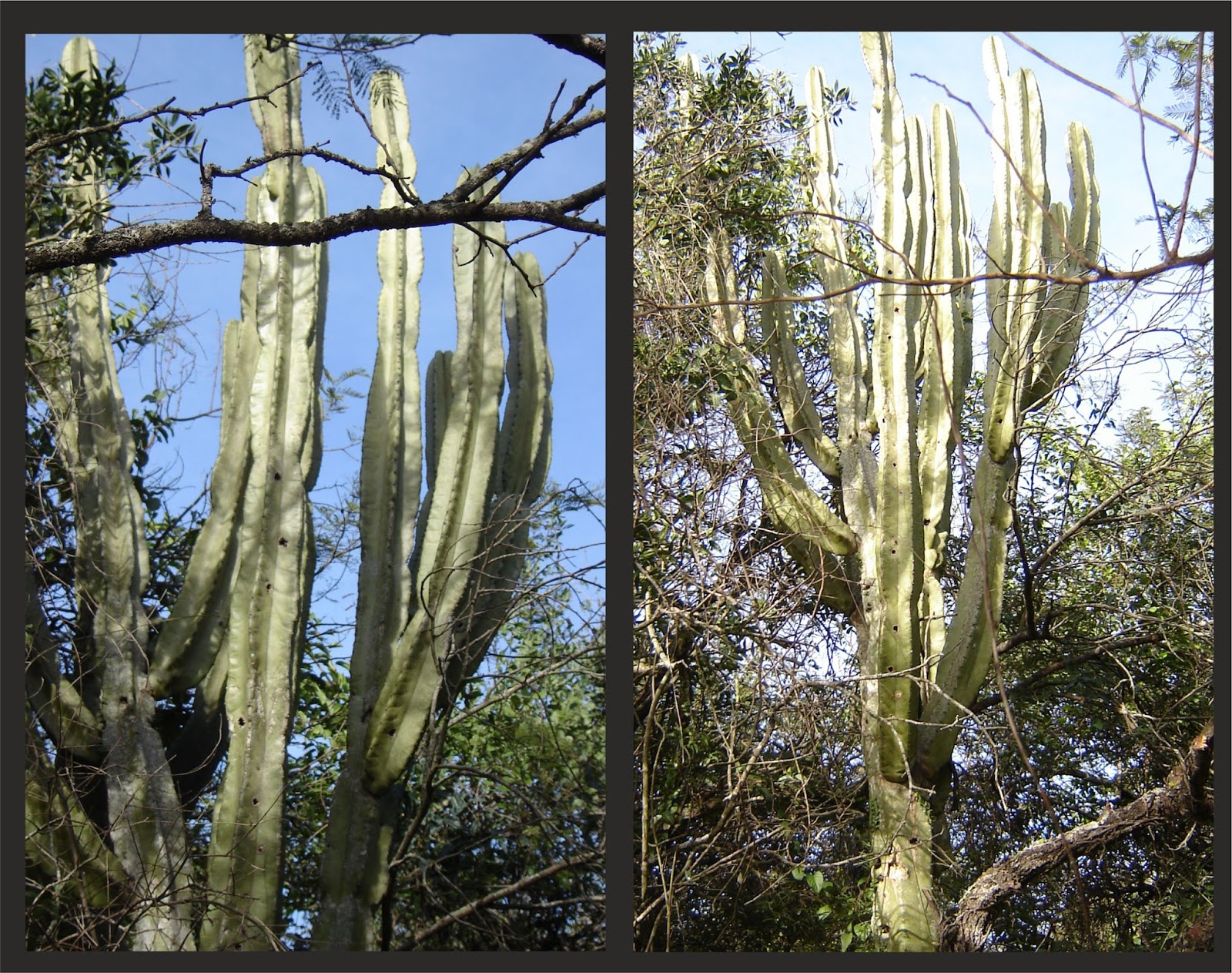 v e r d e c h a c o: Cereus / Ucle / Tuna candelabro / Cactus ...