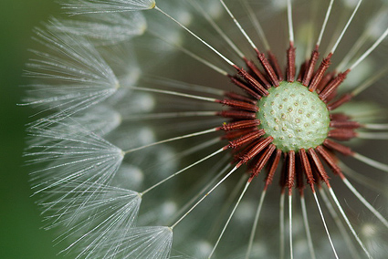 Diente de Leon ~ ~* Jardin Botanico