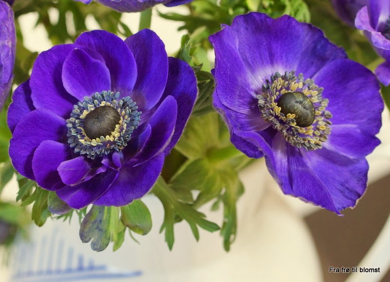 Fra frø til blomst: Franske anemoner