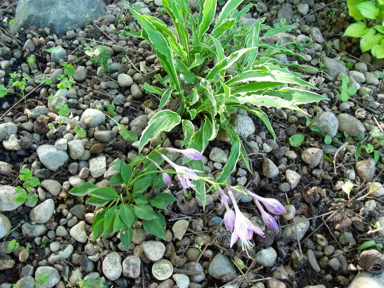 Gear Acres at Top of the Hill: Miniature Hostas