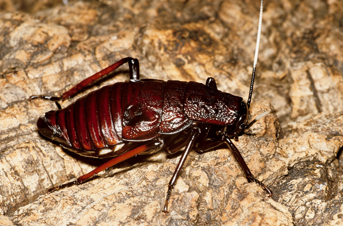 November 2012 ~ Insects World