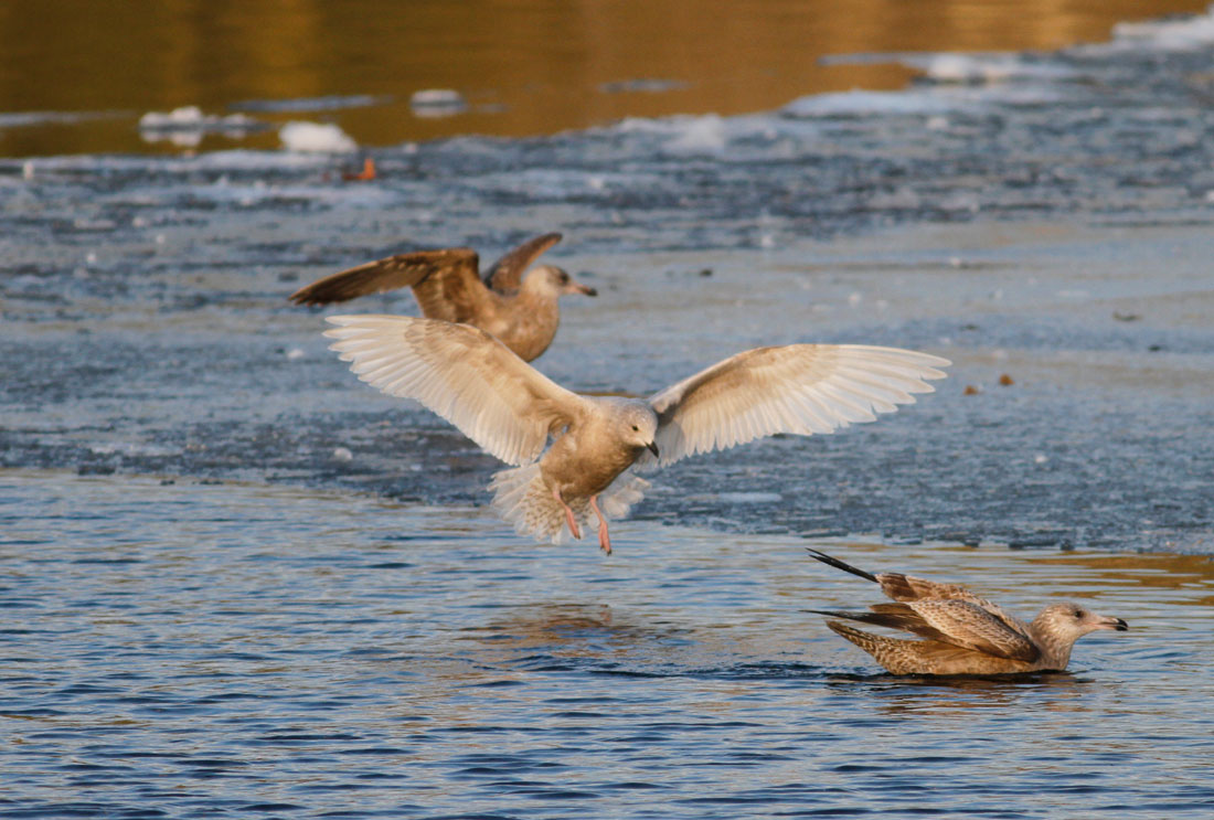 Pioneer Birding: MA - a little 'gulling' brings fresh Iceland Gull