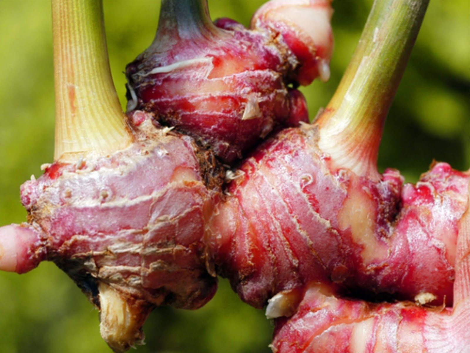 Kebun Kujaga Indonesia