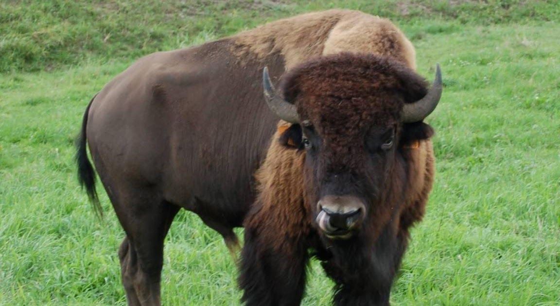 Arbiter Kielce: Gramy dalej w Pucharze Polski - Bizon pokonany!