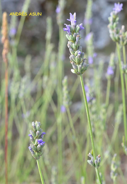 Flores silvestres de la Cordillera Cantábrica: LABIADAS - Labiatae