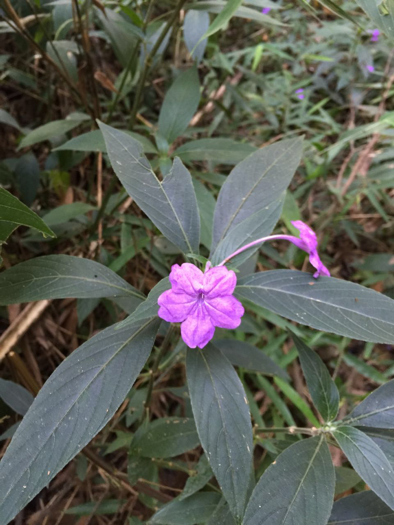 Jardim Botânico - Biologia : Flor Pentâmera