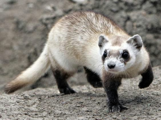 All Animals: African Polecat,Profile,Latest News,Photos