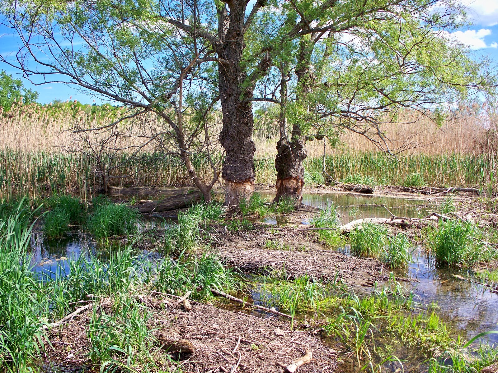 Nature of New York: Spring Ephemeral Wildflowers of Dutchess and Putnam ...