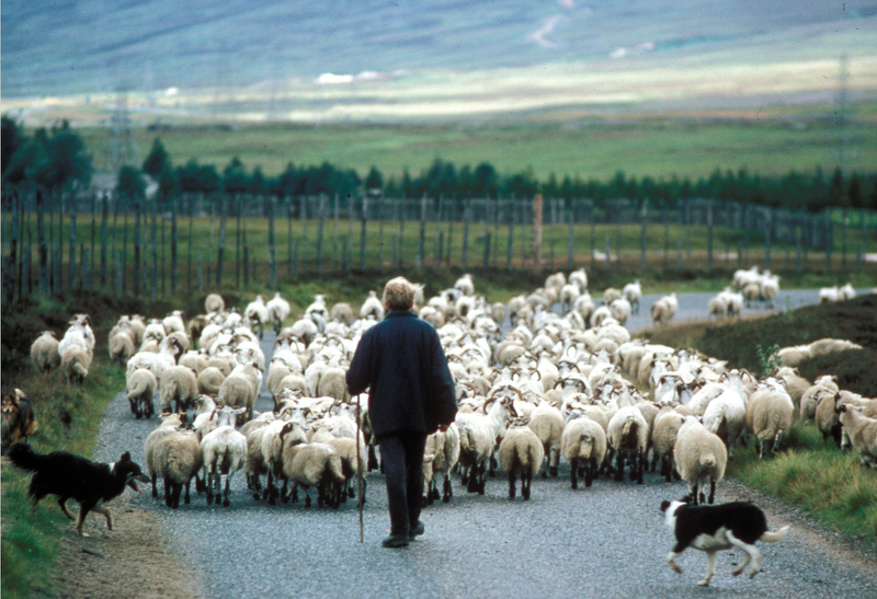 The activity of shepherds and sheep.