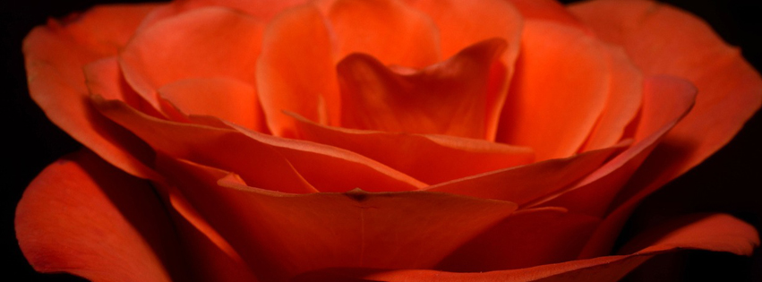 Free FB Covers: Free Flower Facebook Timeline Cover Photos.