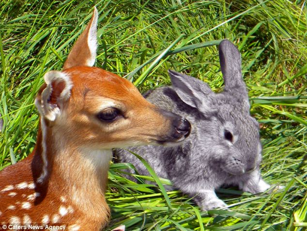 Watch out Disney here come the REAL Bambi and Thumper - and this tale ...