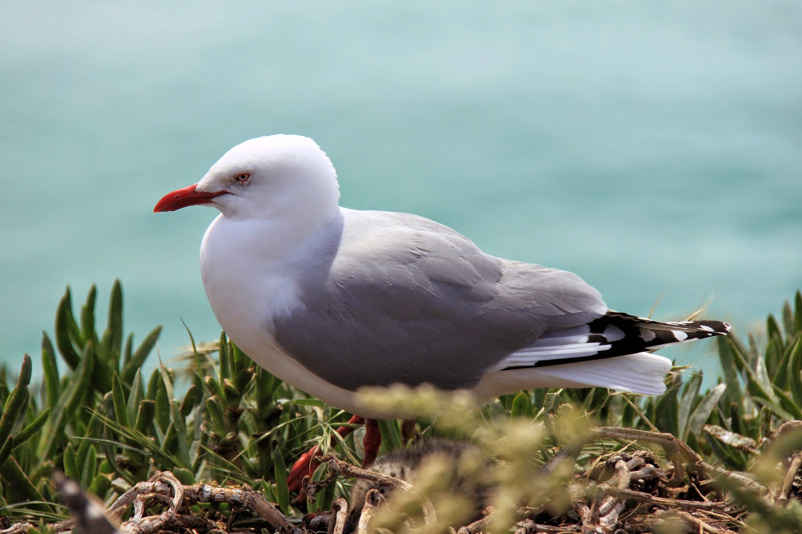 Wildlife Wanderings: New Zealand's stunning Red-billed Gulls