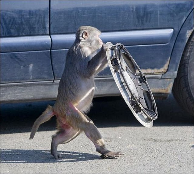 Surprisingly Amazing Globe: Monkeys in love with a car!