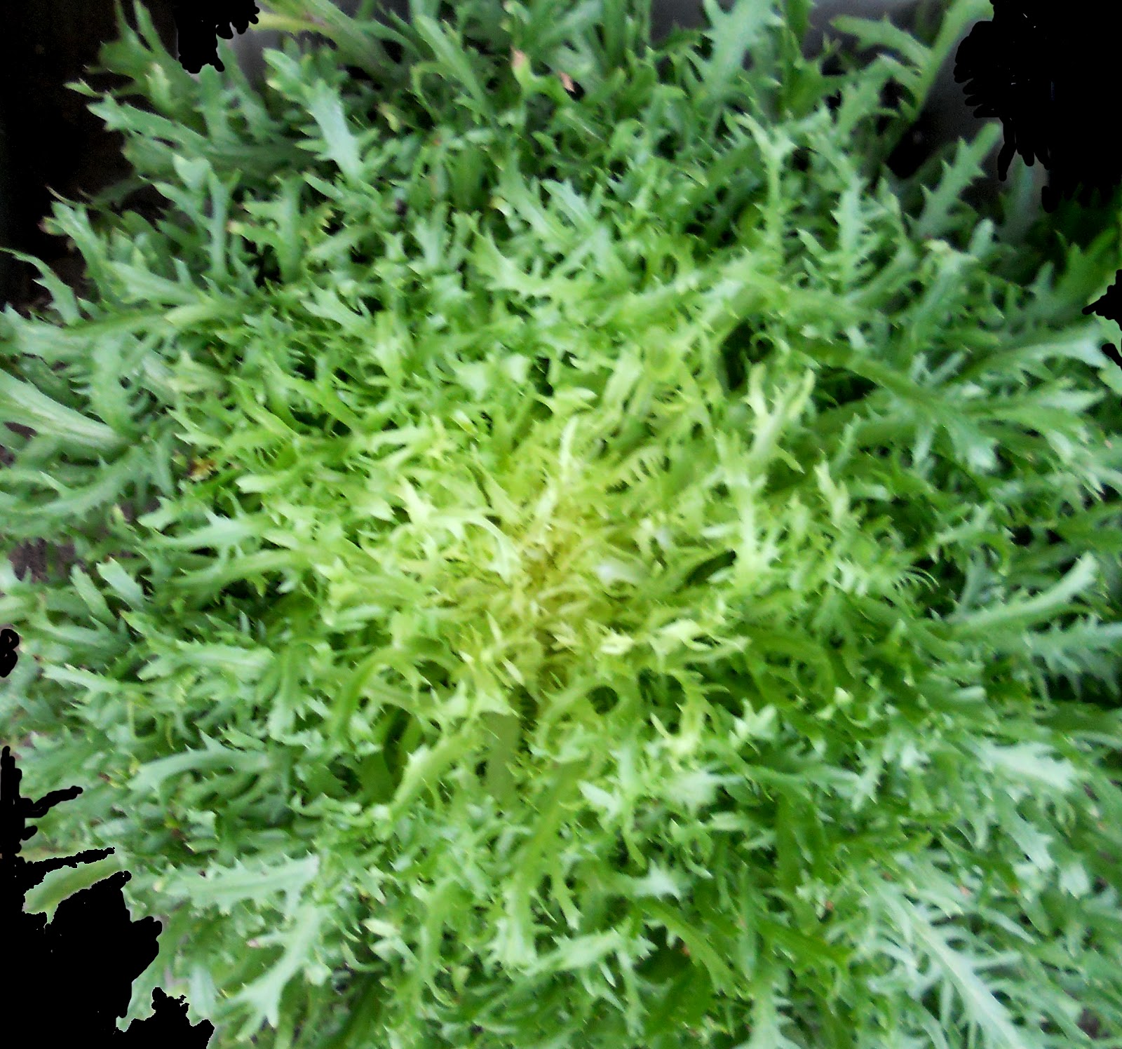 A Kitchen Garden in Kihei Maui: Growing Heirloom Endive & Escarole