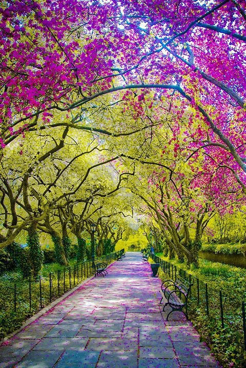 Facebook Amazing Photos: Spring, Central Park, New York City