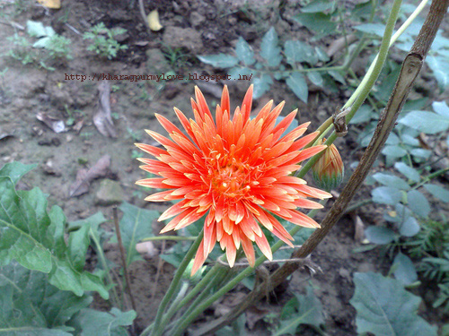 kharagpurmylove: Jakpur:Rose capital of west bengal