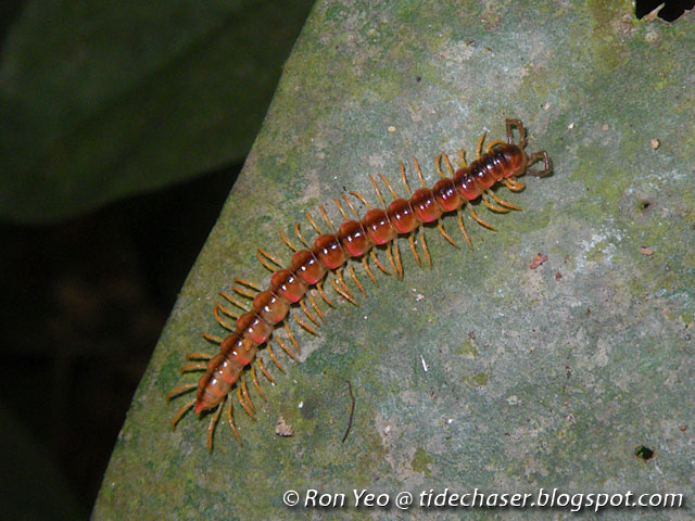 tHE tiDE cHAsER: Millipedes (Phylum Arthropoda: Class Diplopoda) of ...