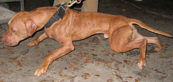 Game Dog World: GR CH EVOLUTION KENNEL MACHOBUCK! ROM DOY 2004