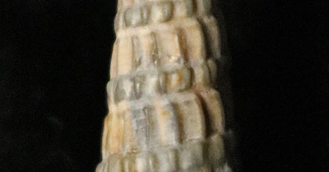 Louisville Fossils and Beyond: Atlantic Auger Shells