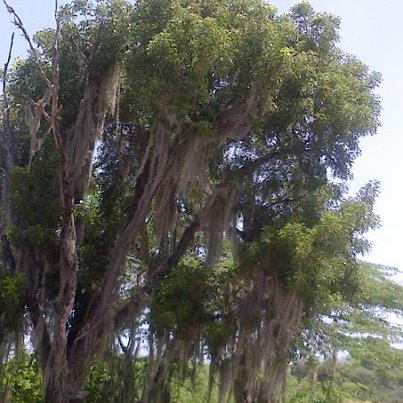 Identidad sanjuanera: Guajacas