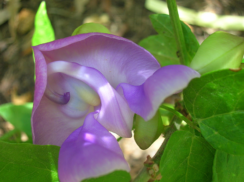 Recregarden: PHASEOLUS CARACALLA