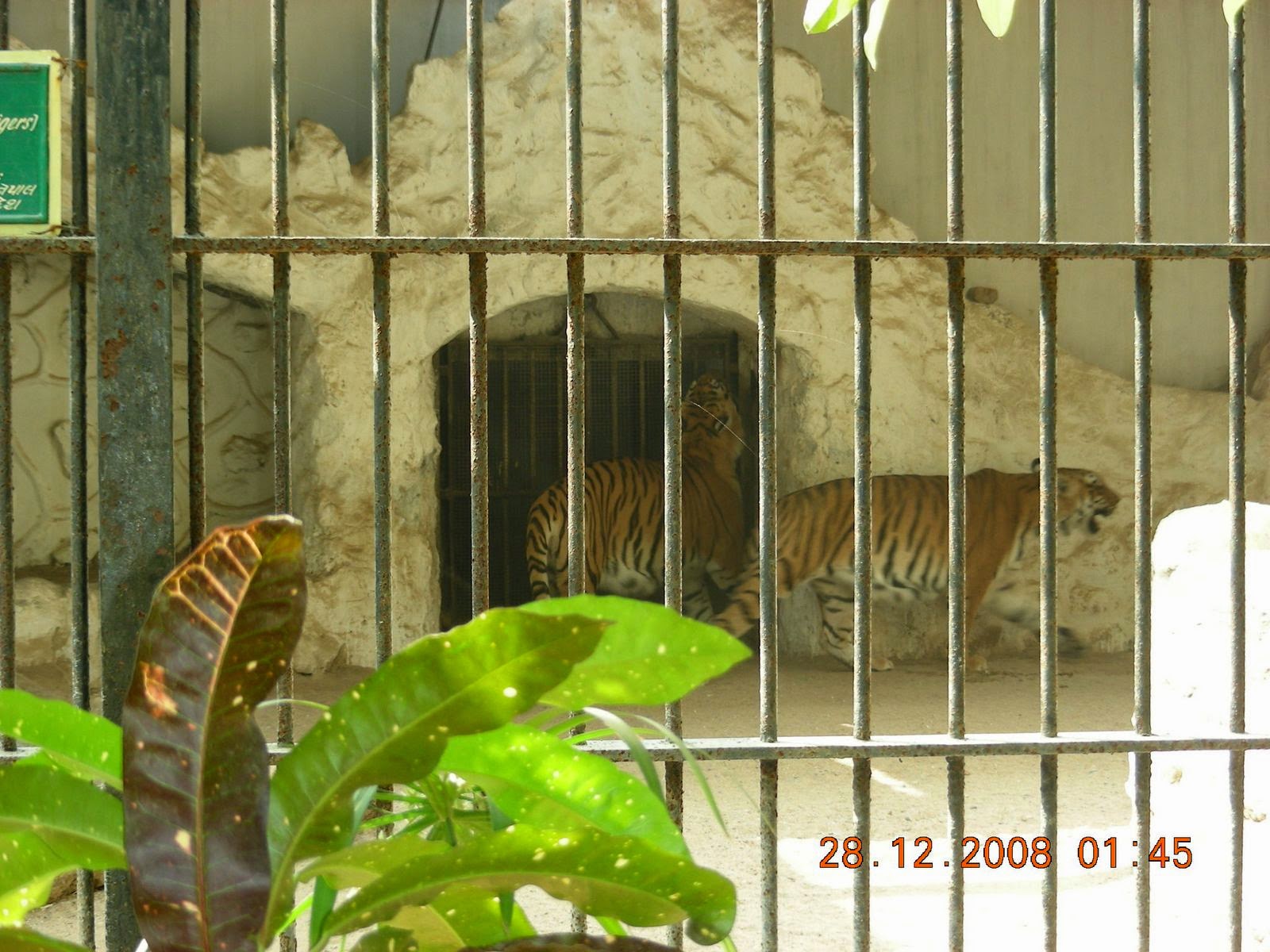 Home for Homeless - Project Tiger - Save Them: Comparison of Zoo