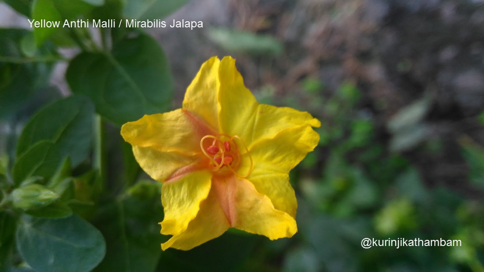 Flowers from My Cam: 47. Yellow Anthi Malli / Mirabilis Jalapa / 4'o ...