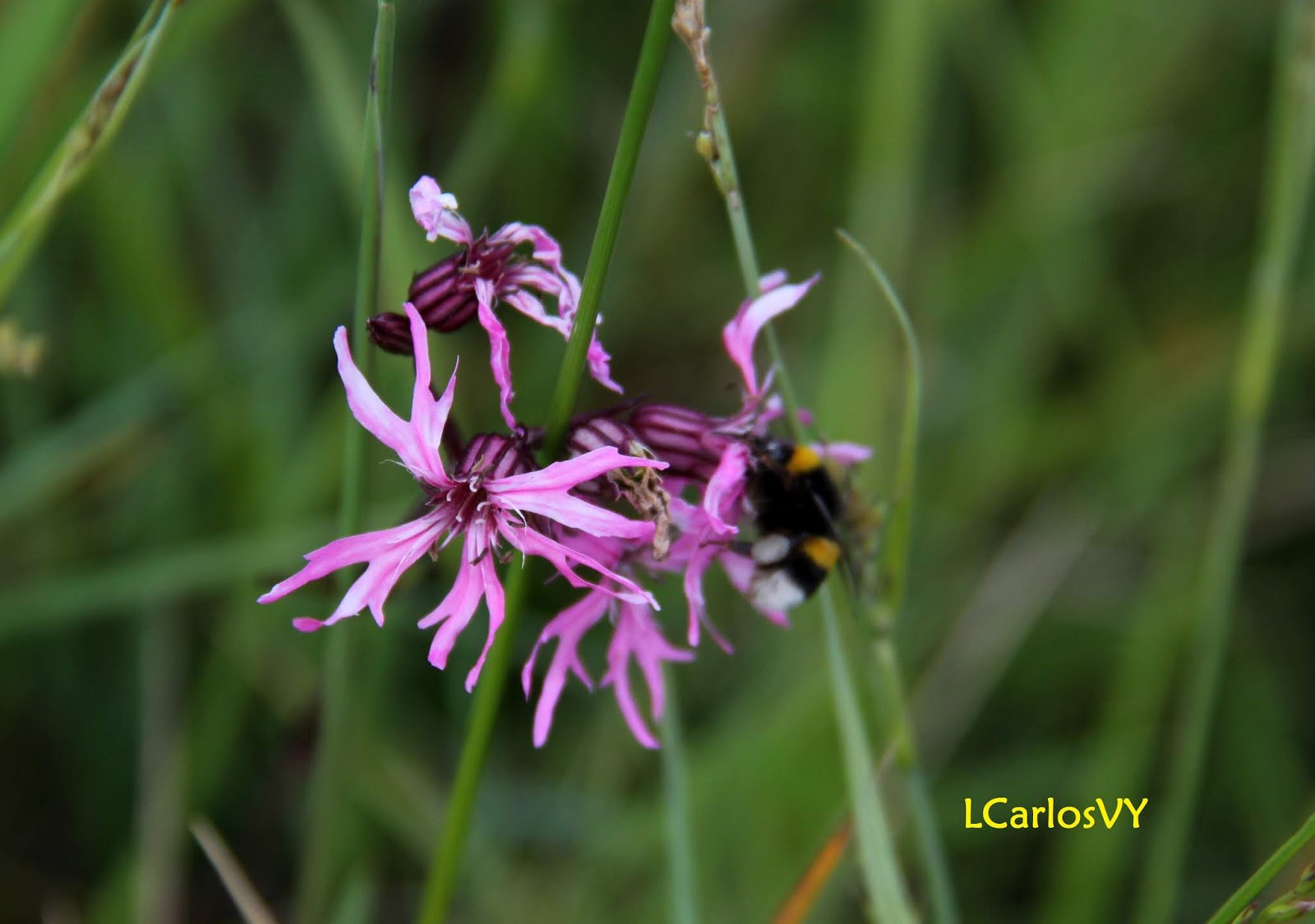 Plantas silvestres de Asturias: Flor del cuco o flor del cuclillo ...
