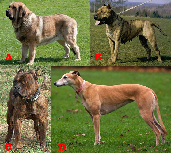 AMO DEL CASTILLO: Los perros de guerra de los conquistadores españoles