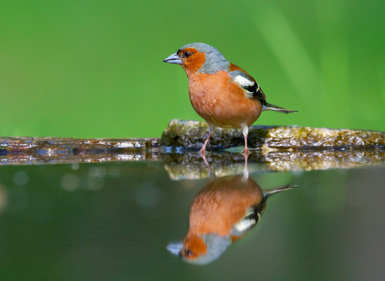 Naturfoto Einar Hugnes: juni 2014