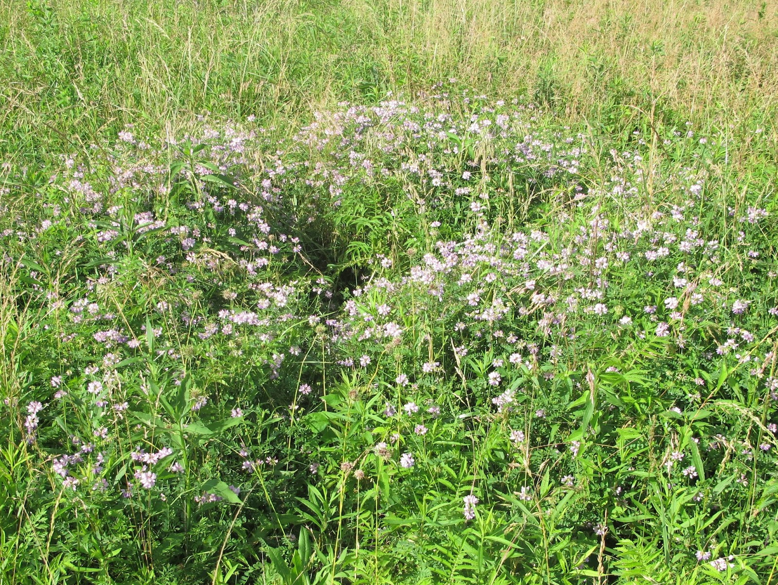 Blue Jay Barrens: Invasive Control - Crown Vetch