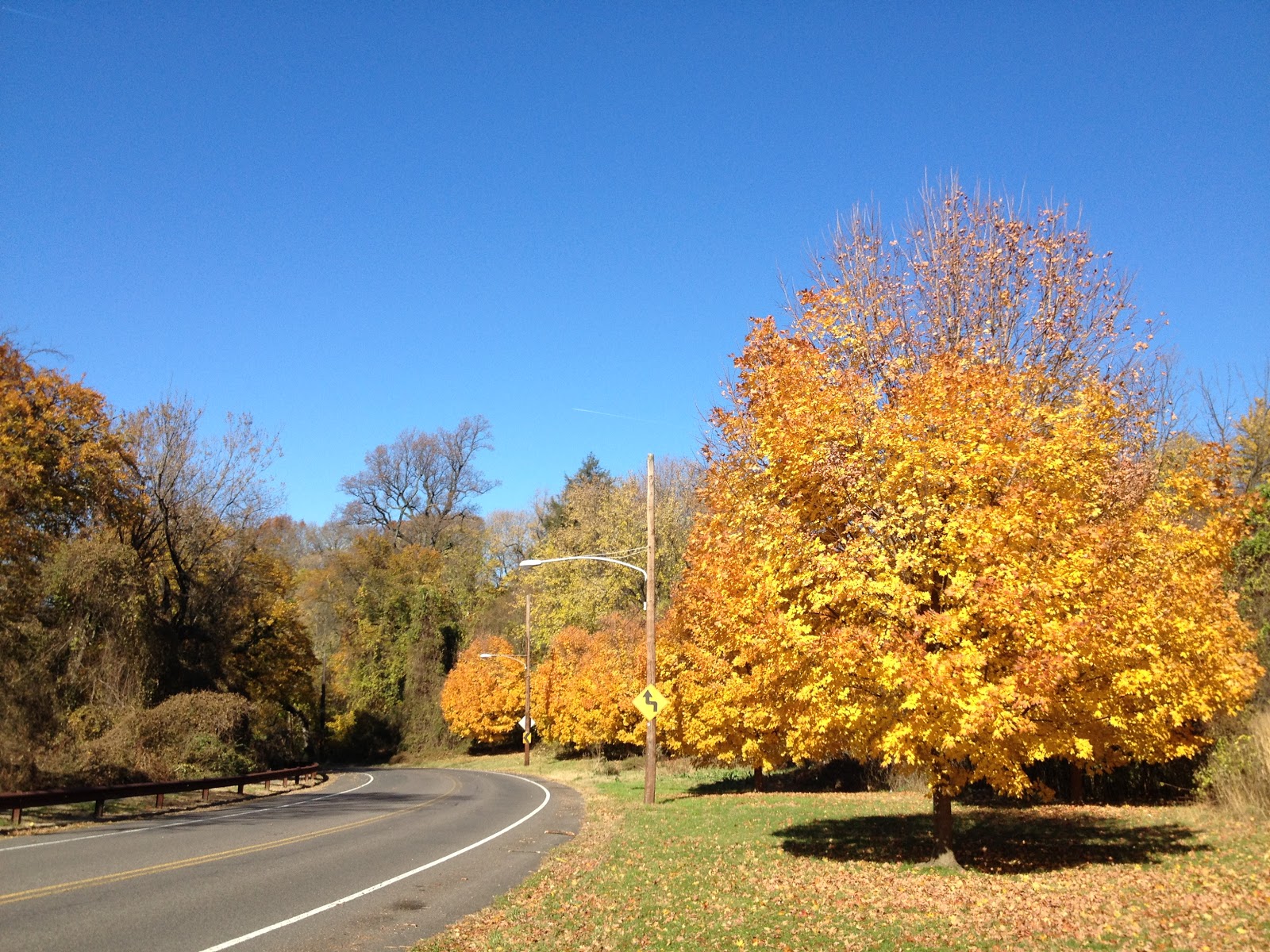 PHILLY TREES: CATCHING COLOR