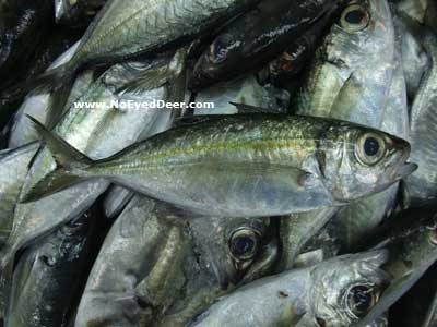 mimisyafinie's space :): antara ikan selayang,ikan lolong dan ikan ...