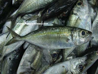 mimisyafinie's space :): antara ikan selayang,ikan lolong dan ikan ...