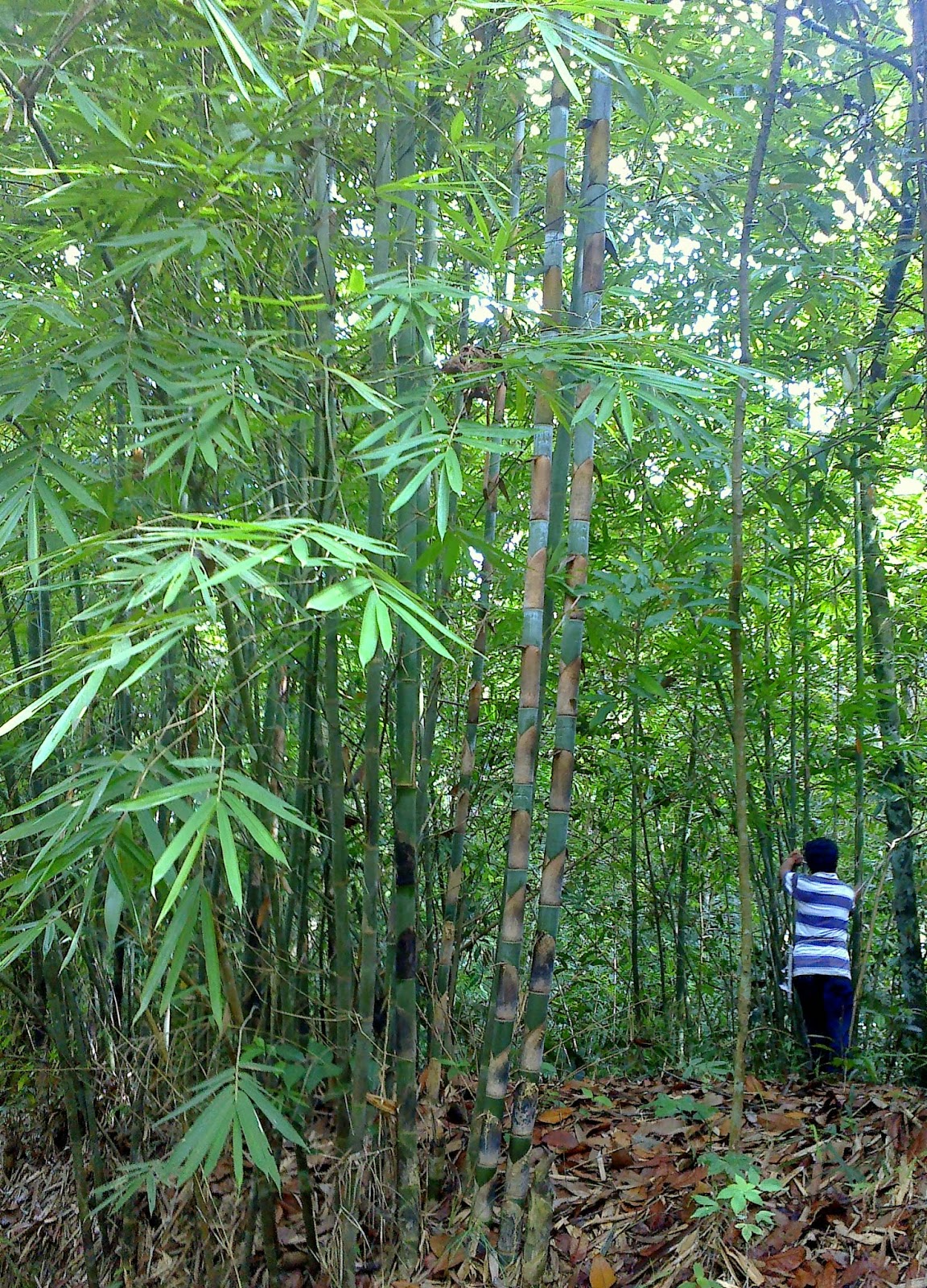 Mencari Buluh Dan Membakar Lemang - Taman Rasa Indah - Relaks Minda