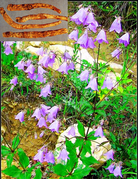 Ladybell root (NAN SHA SHEN)-Adenophora tetraphylla-Adenophora axilliflora