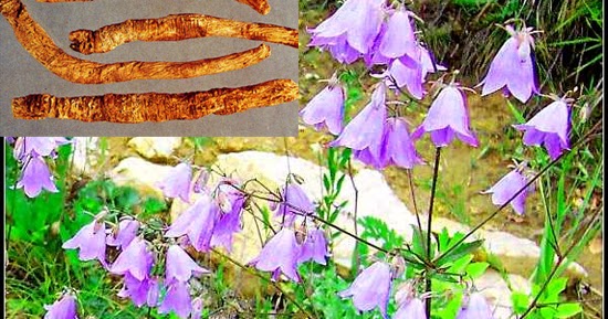 Ladybell root (NAN SHA SHEN)-Adenophora tetraphylla-Adenophora axilliflora