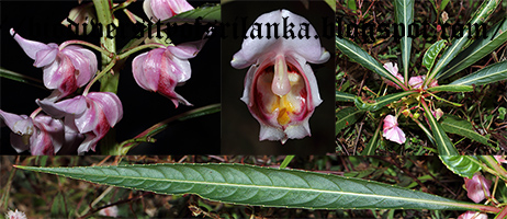 Biodiversity of Sri Lanka: දිය කූඩලු/වල් කූඩලු [Diya kudalu/Wal kudalu ...