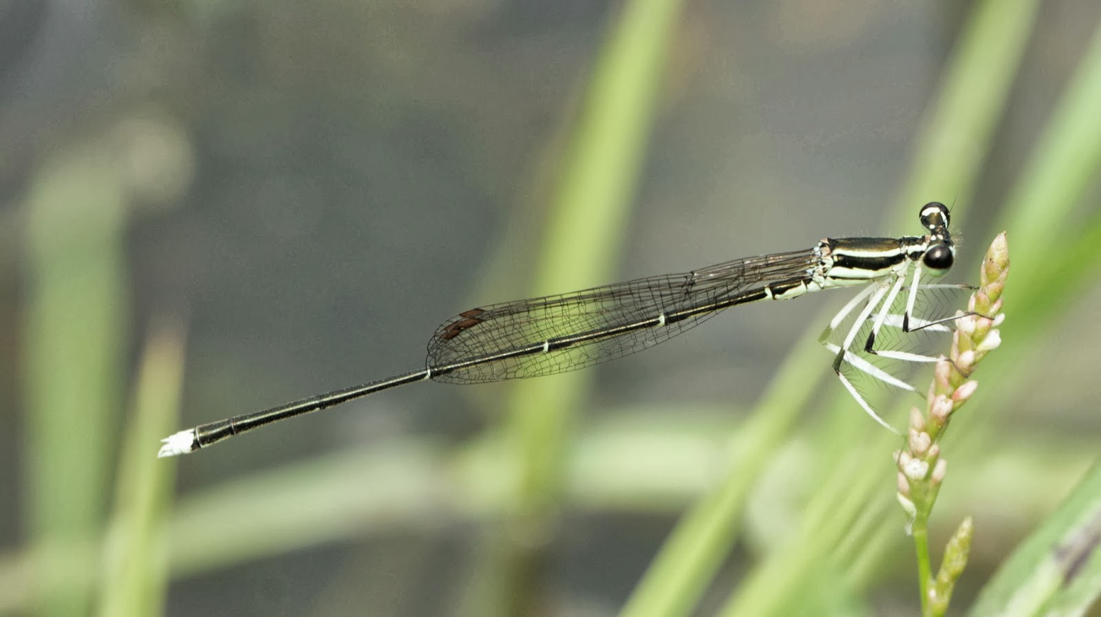 Dragonflies and damselflies of Vietnam: Copera marginipes and ...