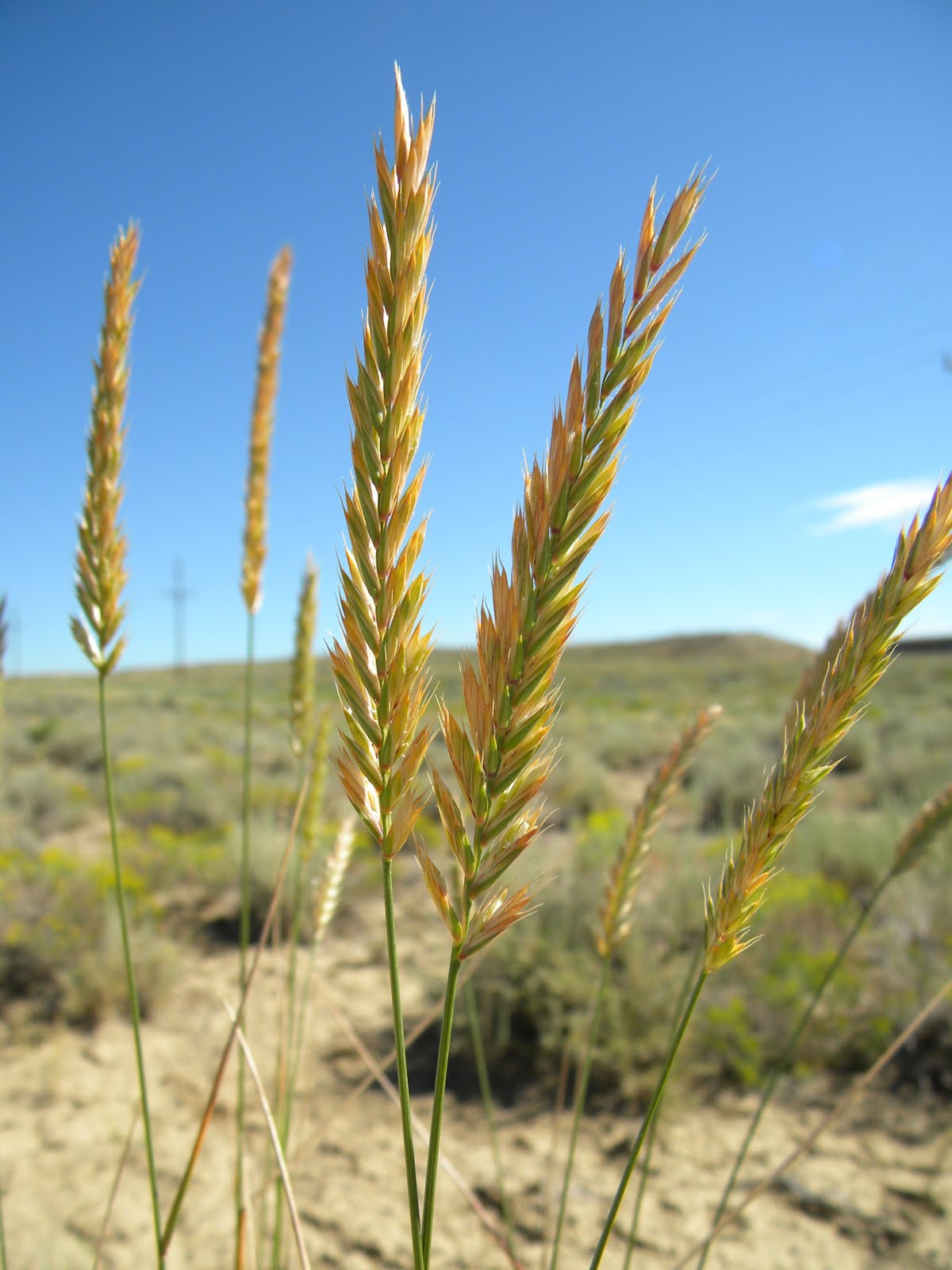Sweetwater County Plant ID Field Trip