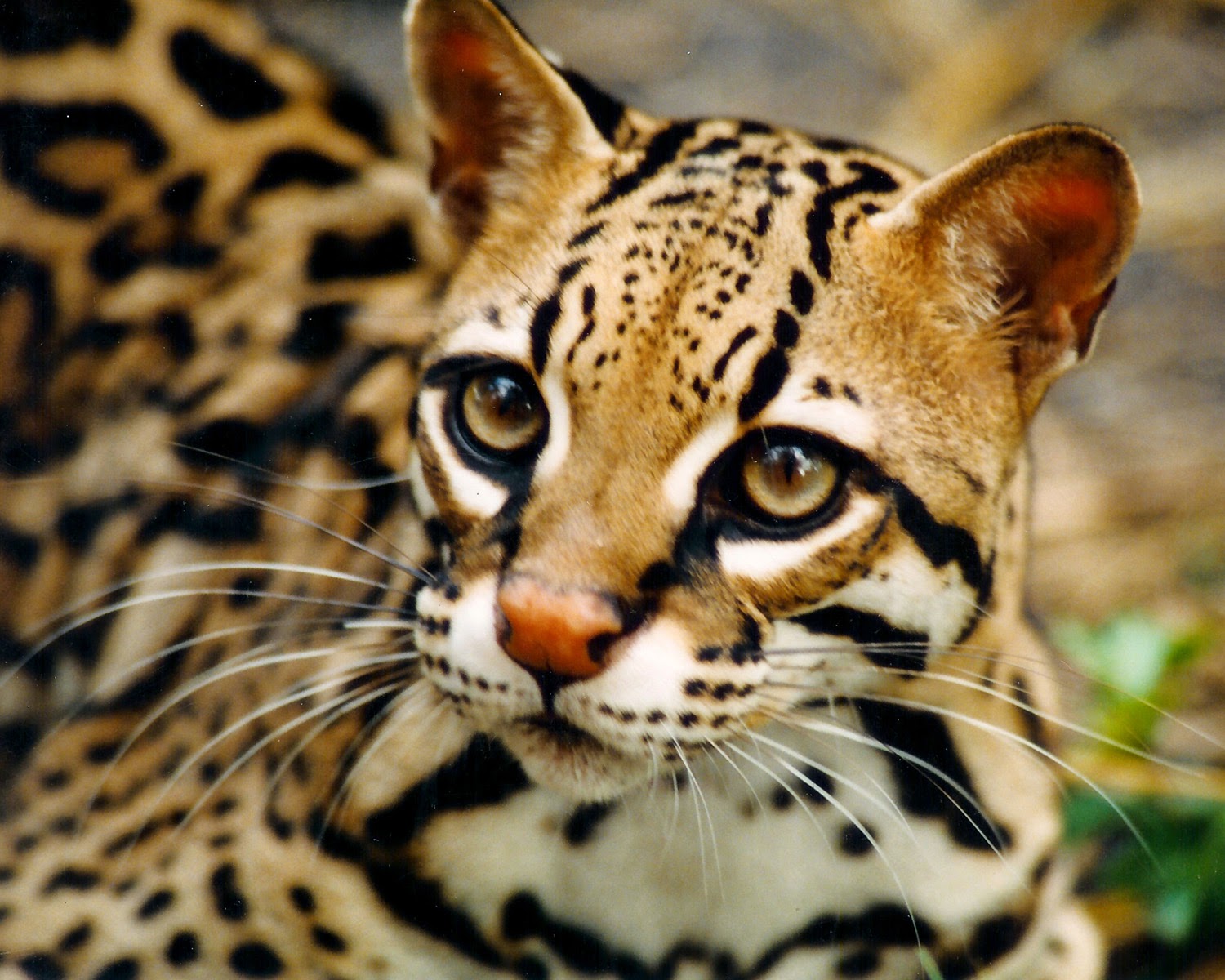 BIO 227:10: Ocelot: The Dwarf Leopard