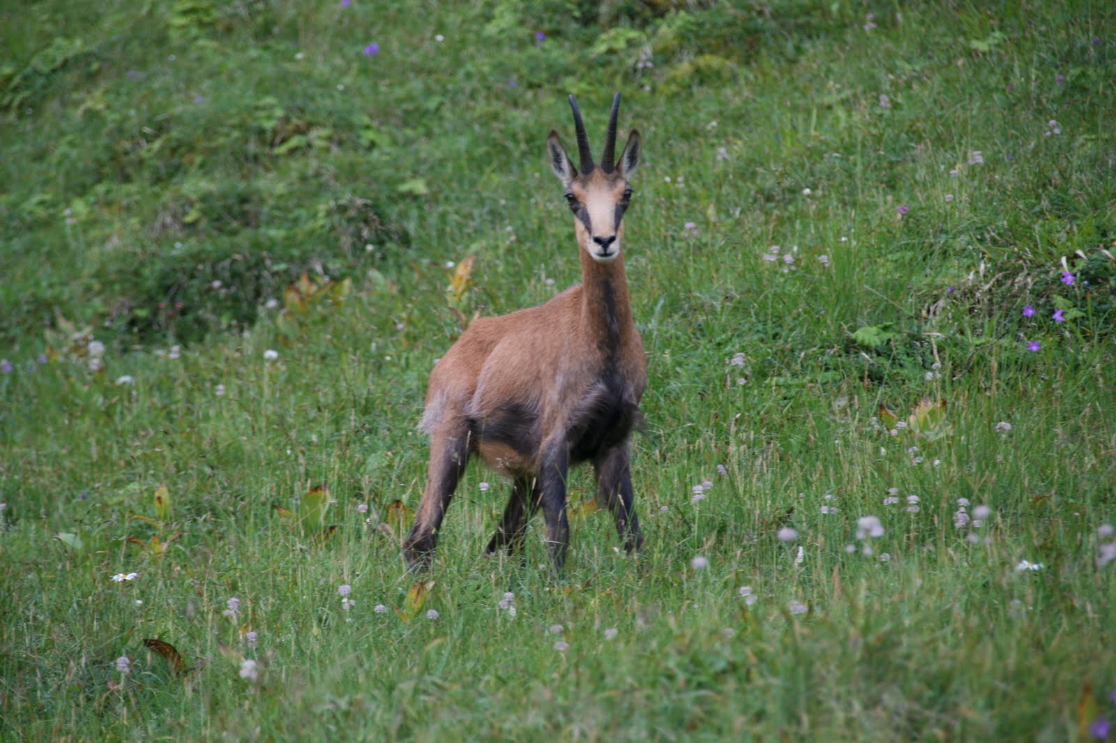 Frumusetile naturii: Capra neagră (Rupicapra rupicapra)