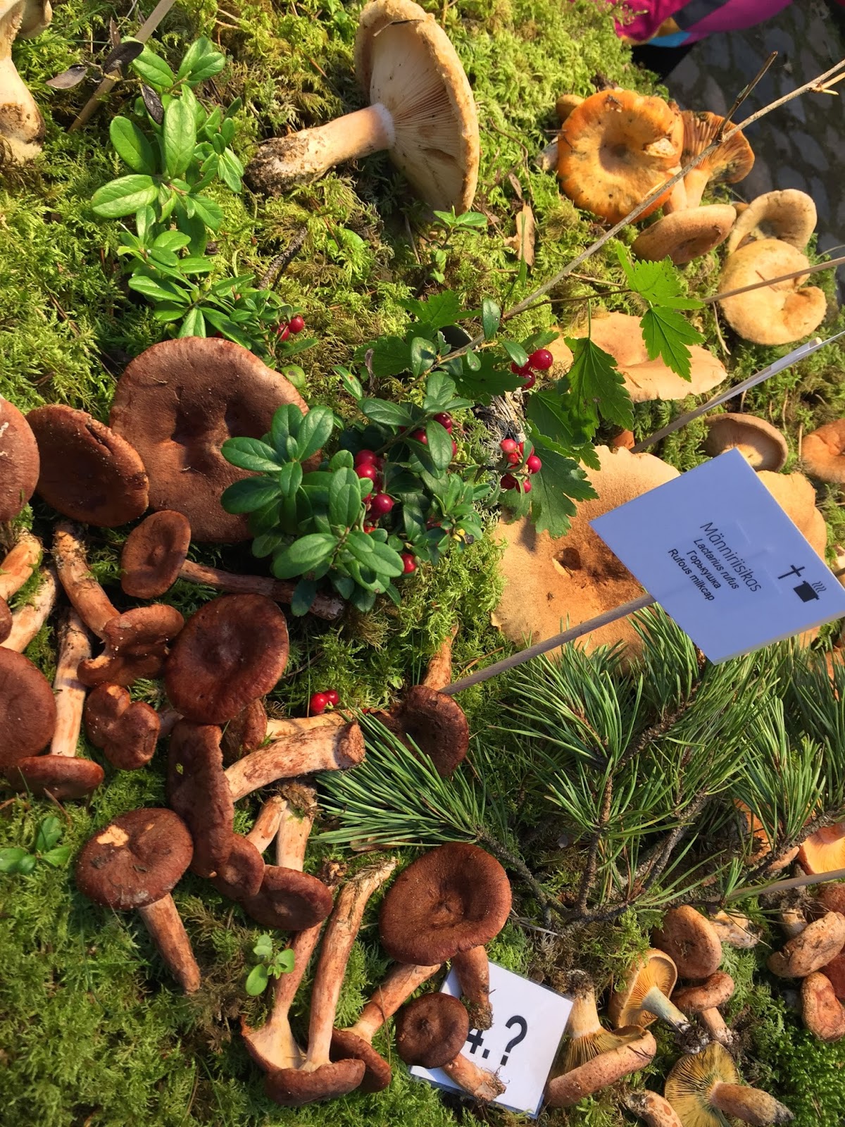 Margiti klassi blogi: Mis meeldis Loodusmuuseumis kõige rohkem?