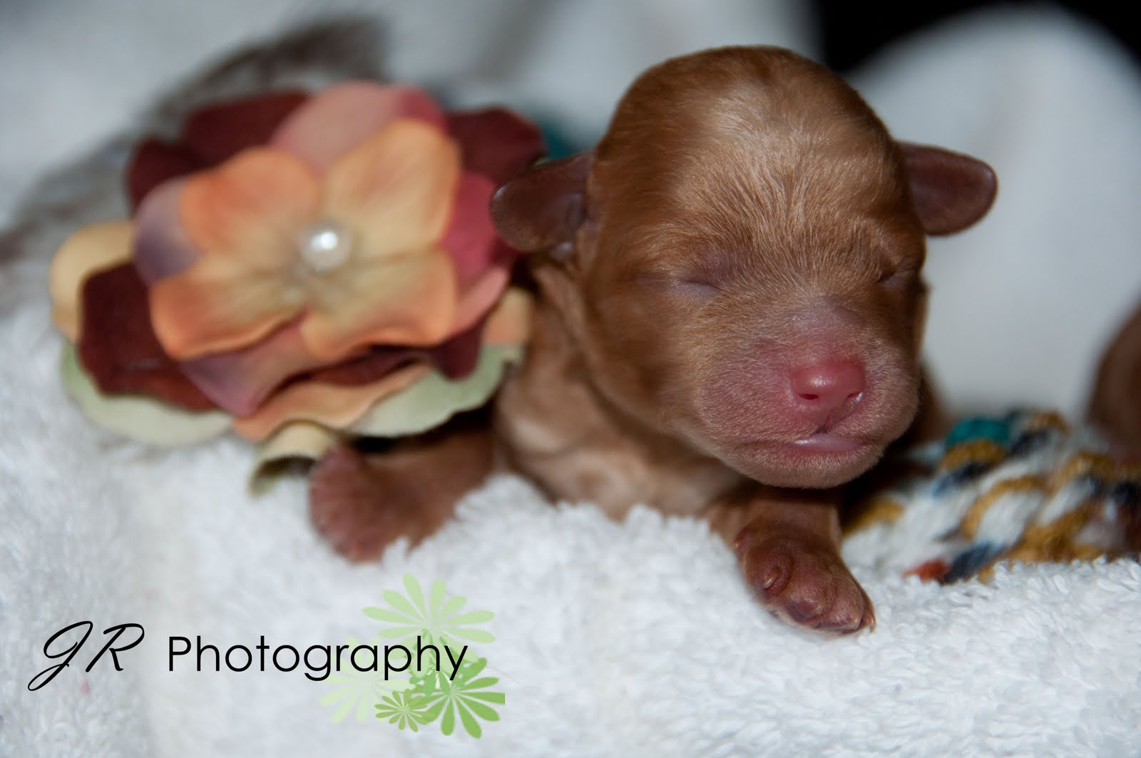 JR Photography: Newborn Puppies