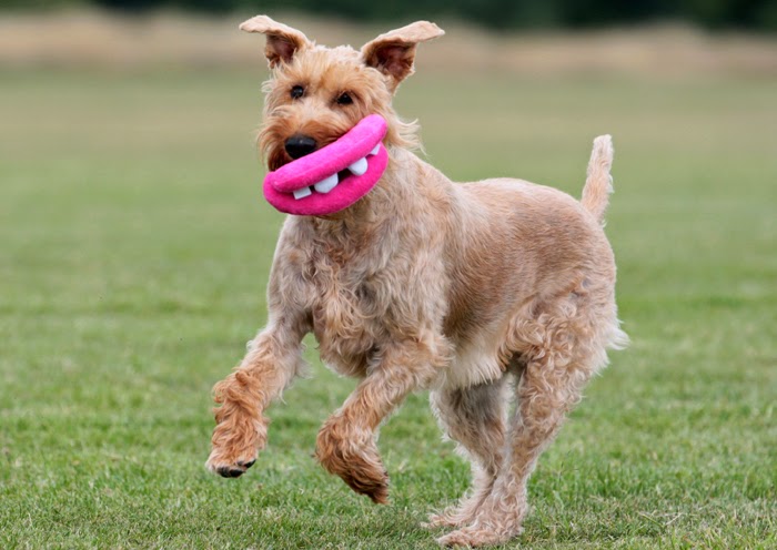20 fotos de perros con una enorme sonrisa