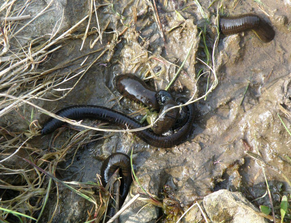 Phylum Annelida (earthworm)