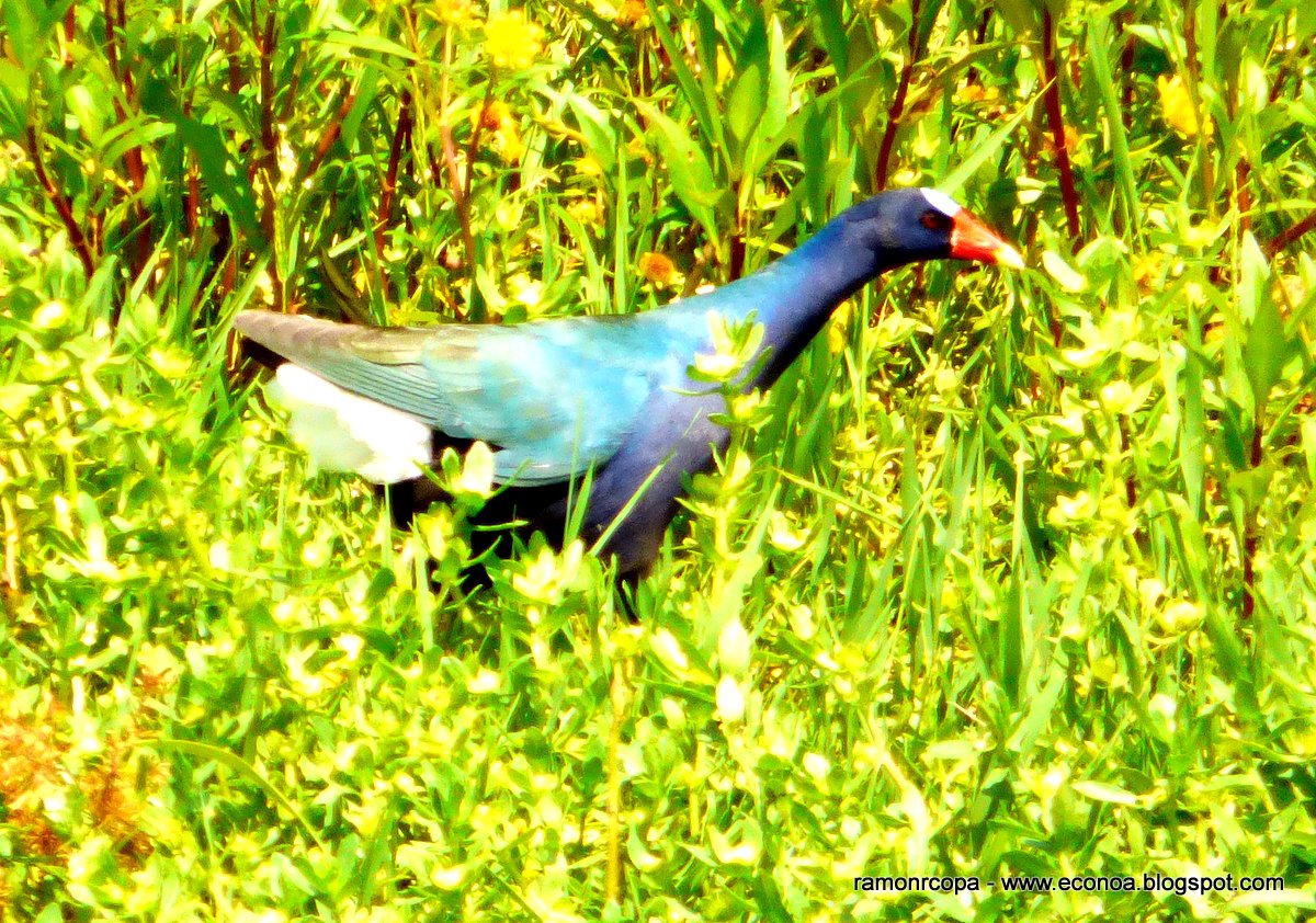 Aves del NOA y algo mas..: Pollona azul(Porphyrio martinicus)