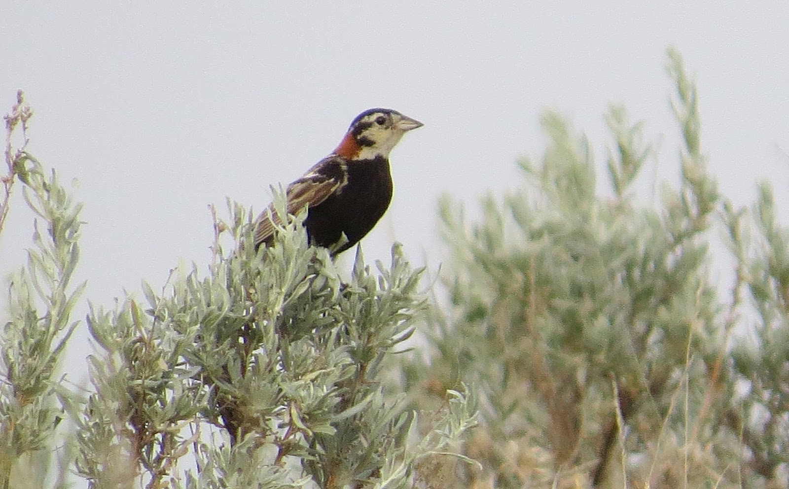 Trevor Herriot's Grass Notes: Photo gallery: watching the birds of ...